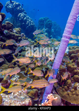 Haemulon flavolineatum, the French grunt, is a species of grunt native ...