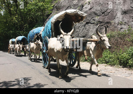 traditional indian ox cart transport in a village near mysore Stock ...