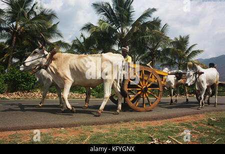 Convoy of traditional Indian bullock carts on the highway in rural ...