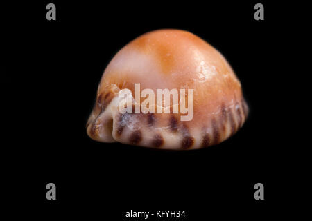 beautiful sea shell adorned by amazing natural patterns and color Stock ...