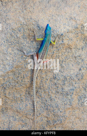 A Broadley’s flat lizard, locally known as the Augrabies flat lizard ...