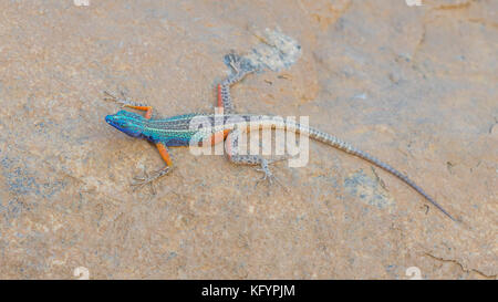 A Broadley’s flat lizard, locally known as the Augrabies flat lizard ...
