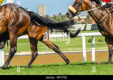 Race horses jockeys racing pounding grass track closeup photo of heads ...