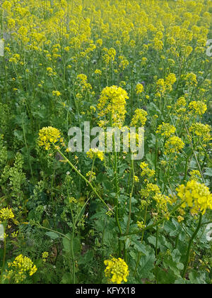 Sinapis alba, White mustard, Weisser Senf, fruits Stock Photo - Alamy