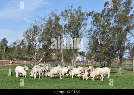 WHITE BRAHMAN BULLS Stock Photo - Alamy