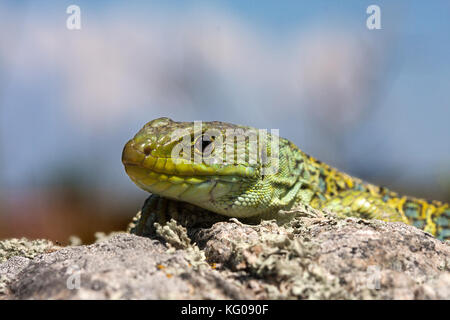 Iberian Ocellated lizard (Timon lepidus, Lacerta lepida), a.k.a ...
