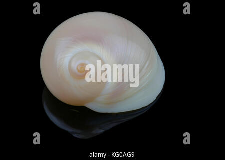 Neverita Didyma (moon shell) isolated on black background. marine ...