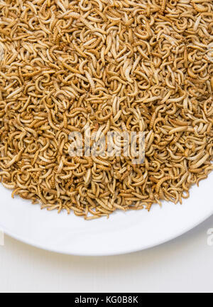Buffalo Worms on plate in kitchen. Edible insects as food product ...
