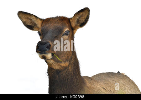 Elk head shot close-up profile view in the rain with blur background in ...