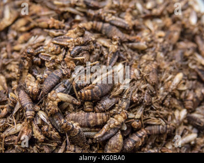 Dried edible crickets Stock Photo - Alamy