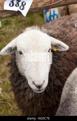 [Herdwick Sheep], "close up" head of ram, [side profile], "Lake ...