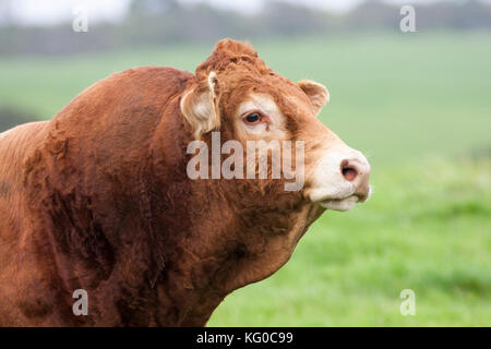 powerful South Devon bull close up of muscular neck and head Stock ...