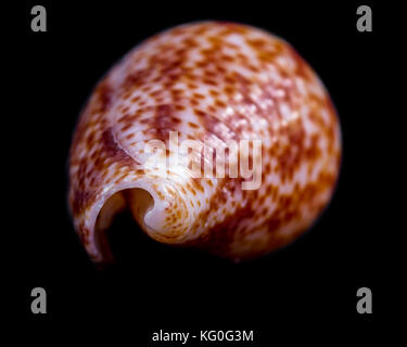 beautiful sea shell adorned by amazing natural patterns and color Stock ...