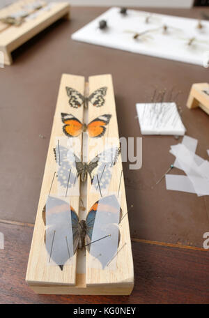 Entomologist office with Tools for Insect Collecting Stock Photo - Alamy