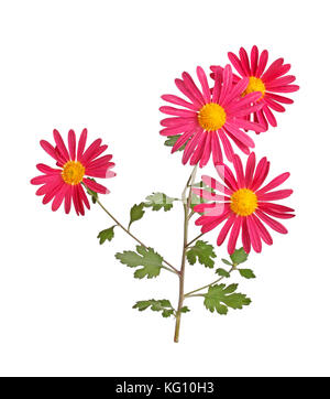 Several red and yellow blooming flowers in flower bed Stock Photo - Alamy