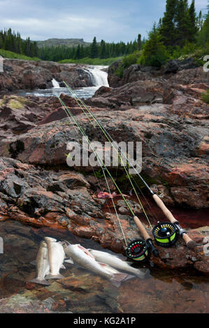 Small brook trout River in Labrador Stock Photo - Alamy