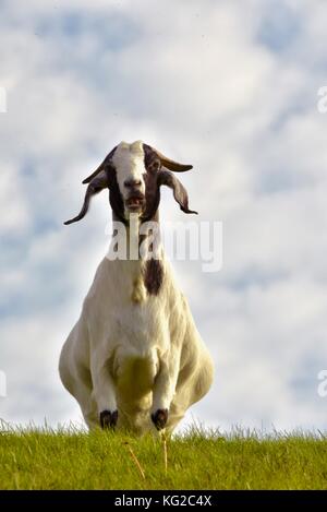 Famous goats on the sod roof at Al Johnson's Swedish Restaurant in the ...