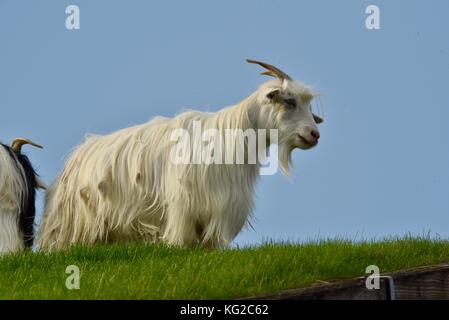 Goats on the roof at Al Johnson's Swedish Restaurant, Sister Bay, Door ...