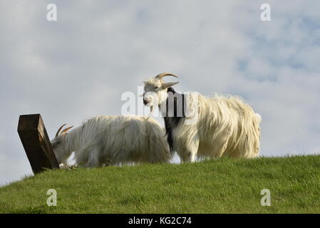 Famous goats on the sod roof at Al Johnson's Swedish Restaurant in the ...