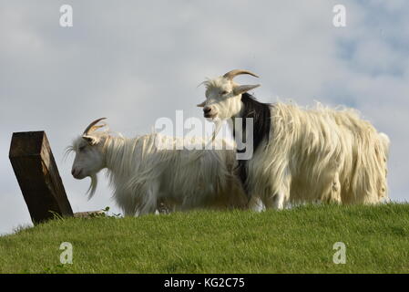 Famous goats on the sod roof at Al Johnson's Swedish Restaurant in the ...