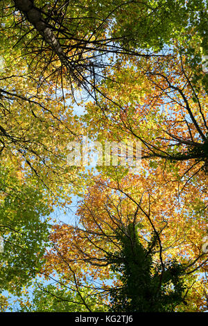 Fagus sylvatica. Beech trees around Waylands Smithy with autumn foliage ...