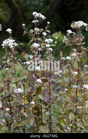 Ageratina altissima Chocolate,white flowers,fluffy white flowers ...