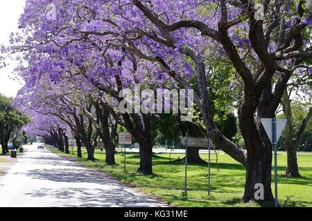 The famous Jacaranda trees of Grafton in their glorious mantle of ...