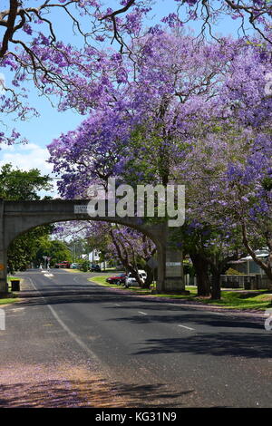 The famous Jacaranda trees of Grafton in their glorious mantle of ...