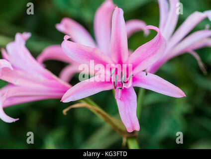 A macro shot of a pink nerine flower bud opening Stock Photo - Alamy