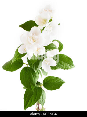 Closeup White Flowers Orange Jessamine Isolated on Black Background ...