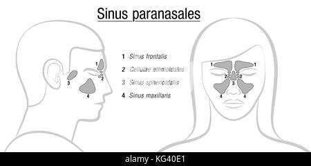 Anatomy of nasal sinuses Stock Photo - Alamy