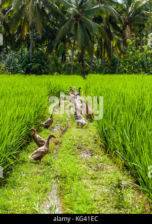 Flock of domestic ducks in Balinese rice field eating algae and insect ...