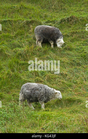 Herdwick Sheep grazing on site of Corfe Castle Stock Photo - Alamy