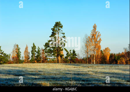 colors of field and forest in autumn in the northwest of Russia Stock ...