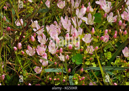 Bog Pimpernel, Anagallis tenella, in flower Stock Photo - Alamy