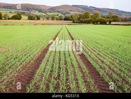 Bicknoller Village in the Quantock Hills Area of Outstanding Natural ...