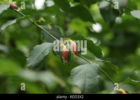 Tree Fuchsia, Halleria lucida in flower, Drakensberg Mountains, South ...