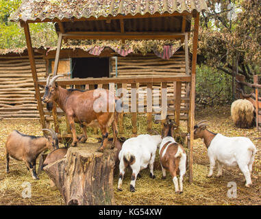White milk goats in a pen near the barn. Goats and goats Stock Photo ...