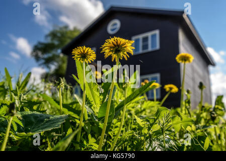 Bottom view of yellow dandelions with sunlight Stock Photo - Alamy