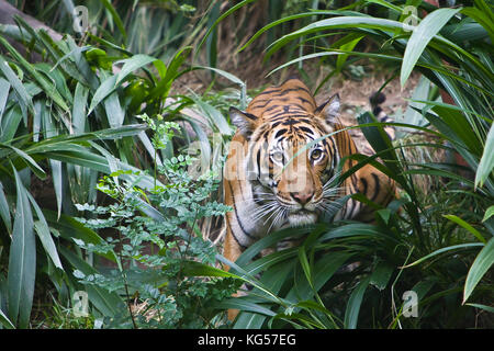 Malayan female tiger in bushes Stock Photo - Alamy