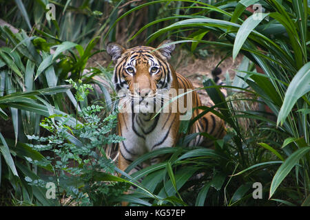 Malayan female tiger in bushes Stock Photo - Alamy