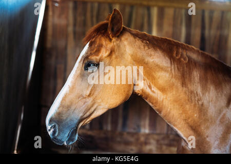 Horse standing, front view, erect ears, parted forelock, long straight ...