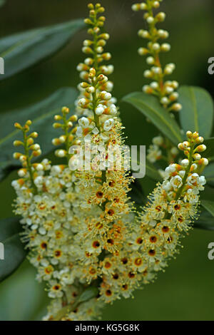 Close up view of the Laurel ,Laurus nobilis, plant on a white ...