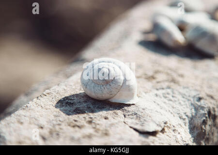 relicted snail shells Stock Photo - Alamy