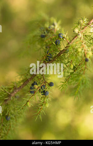 Juniper berries (Juniperus communis Stock Photo - Alamy