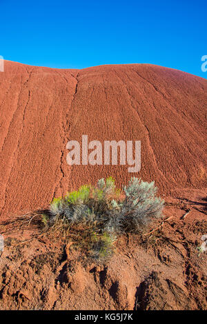 Multicoloured strata hill in the Painted Hills unit in the John Day ...