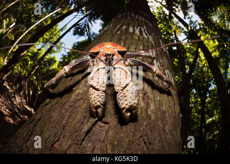 coconut crab, robber crab, or palm thief, Birgus latro, carrying eggs ...