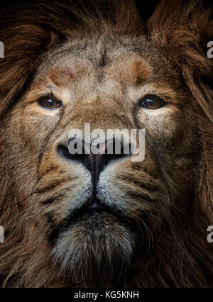 Lion yellow fluffy mane fur coat close-up pattern. Big cat long fur on ...