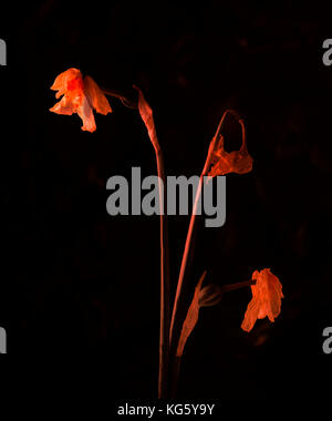 Three dying daffodil flowers on a weathered wood background, with copy ...