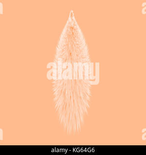 Animal Fur Tail Isolated on Orange Background Stock Photo - Alamy